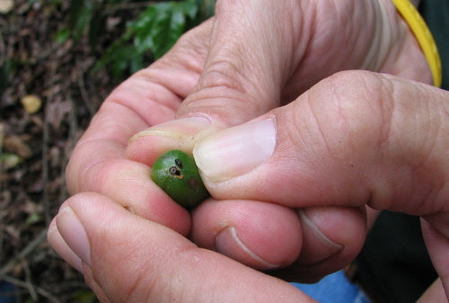 Green Coffee Analysis (Physical & Sensory) – Coffee Lab International